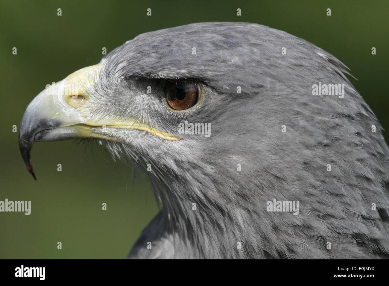 Chilean blue eagle hi-res stock photography and images - Alamy