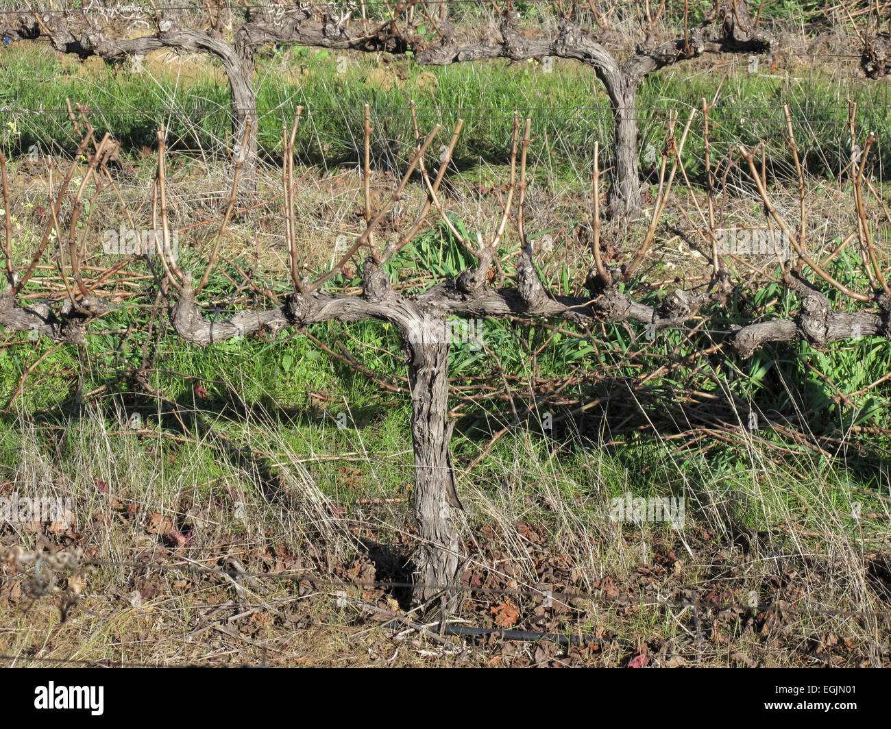 Grape vines, South Africa Stock Photo - Alamy