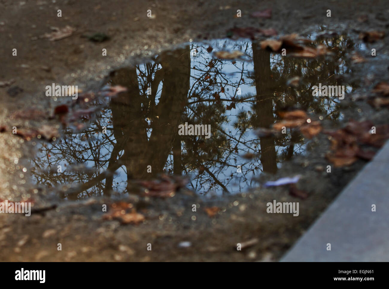 Puddle reflection tree hi-res stock photography and images - Alamy