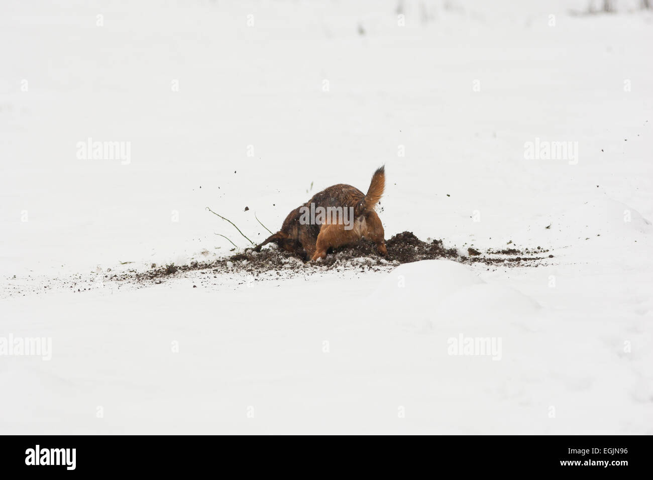 Dog digging dirt hi-res stock photography and images - Alamy