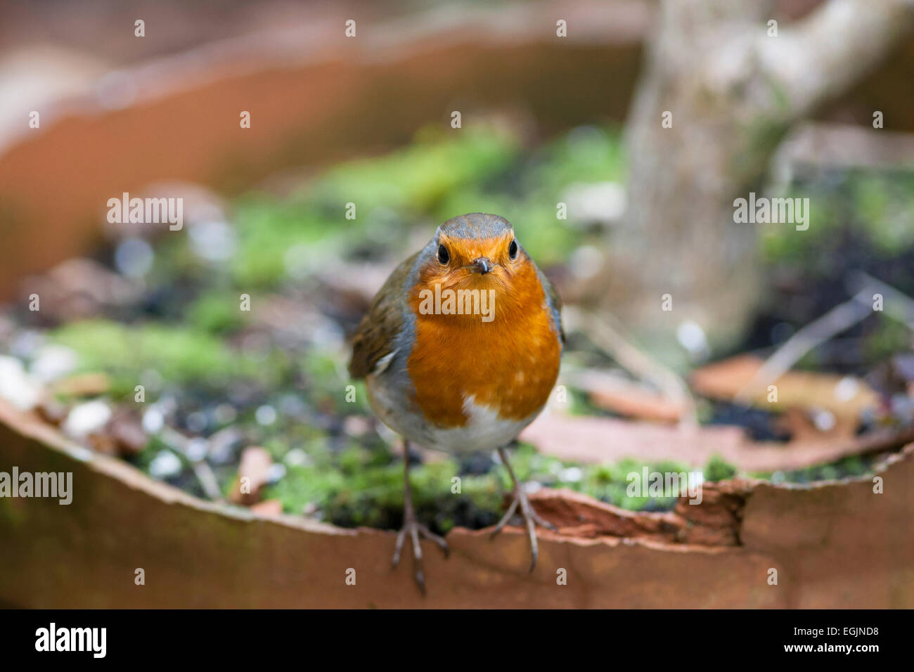 robin perched on plant pot Stock Photo - Alamy