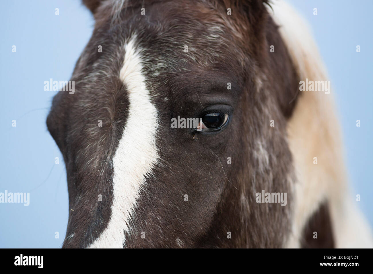 horses head closeup Stock Photo - Alamy