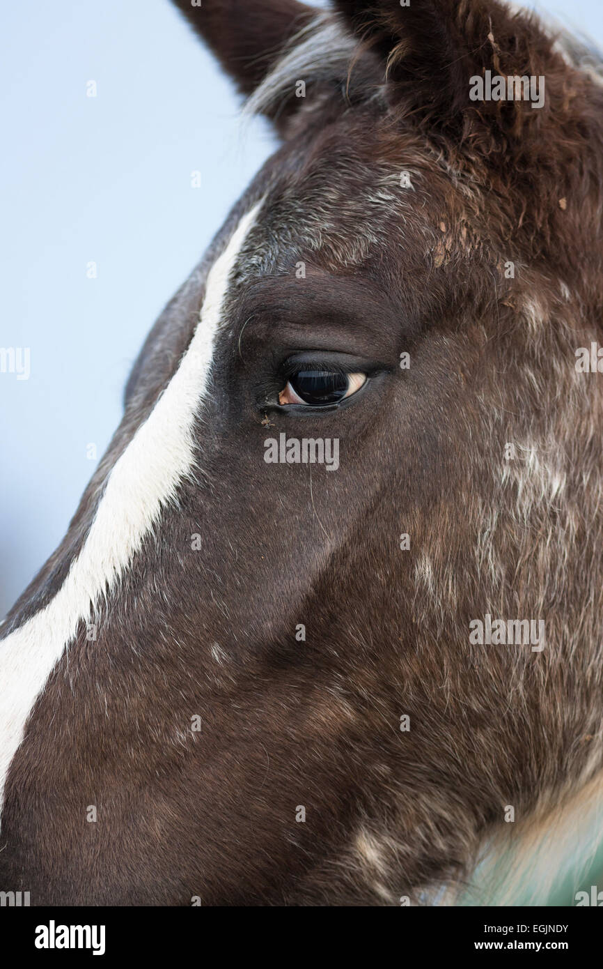 White horse head close up hi-res stock photography and images - Alamy