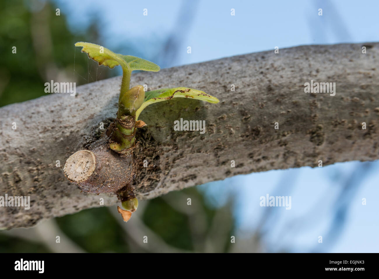 Nice plant fig macro green bud Stock Photo - Alamy
