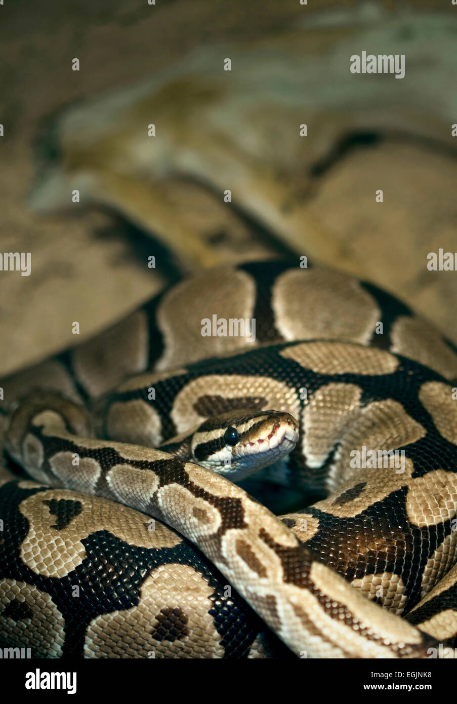 Vivarium zoo hi-res stock photography and images - Alamy