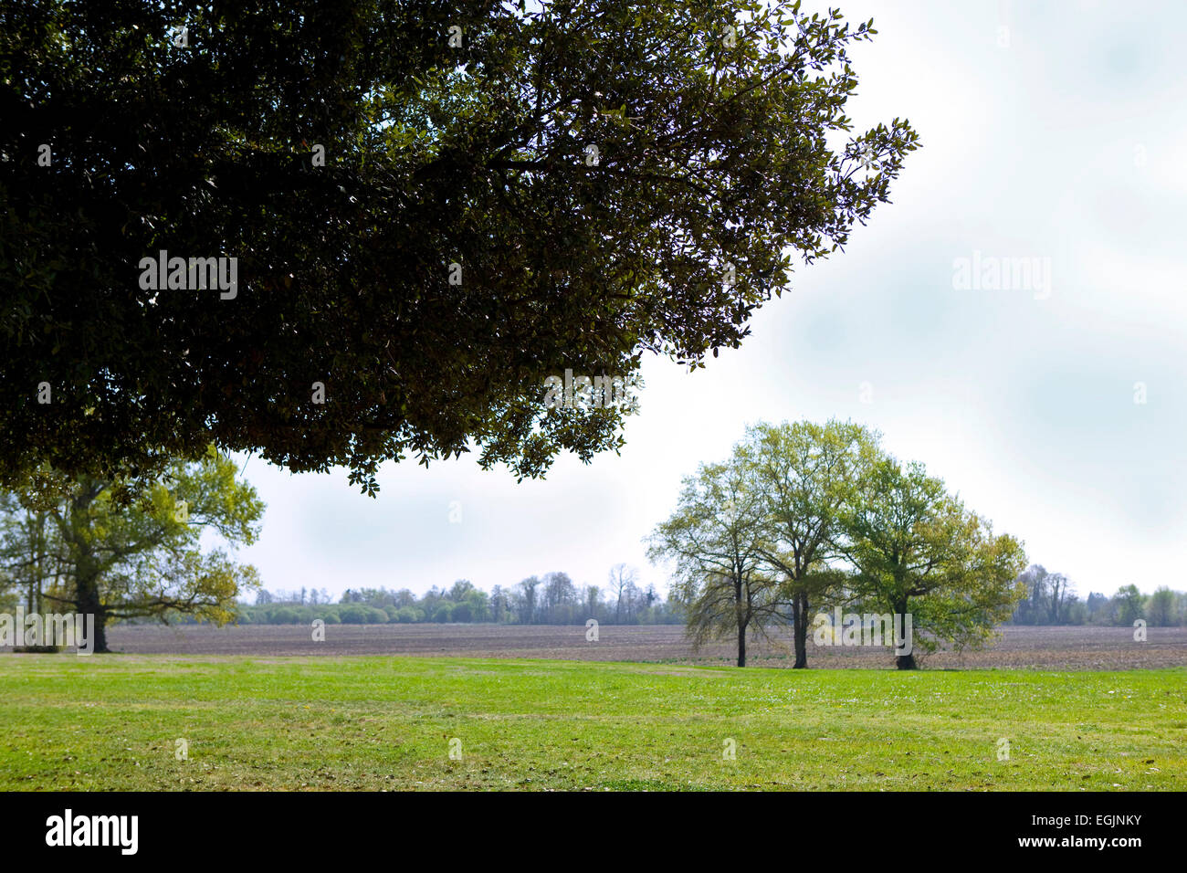 Trees and fields in a French countryside Stock Photo - Alamy