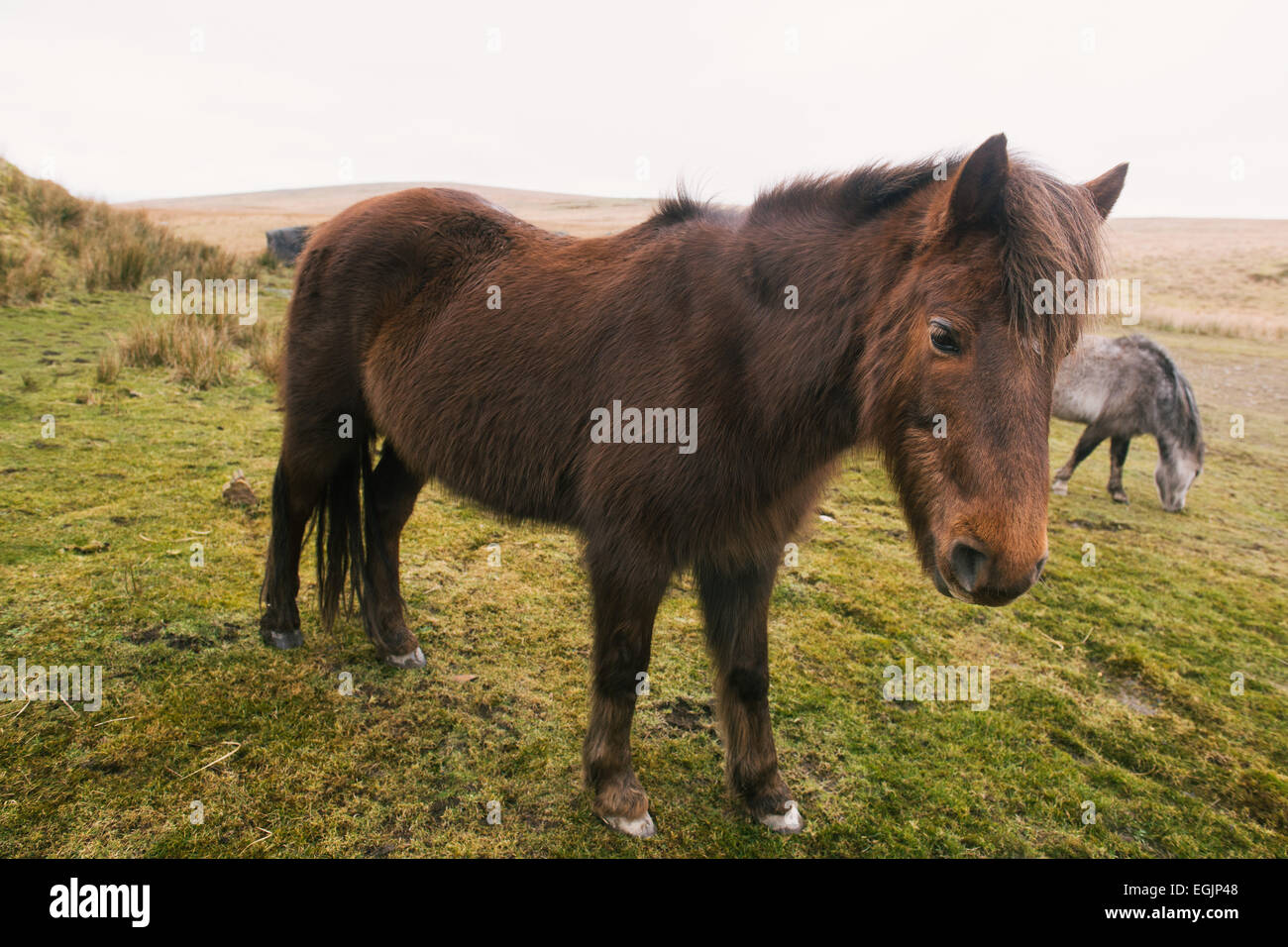 Wild ponies in the Black Mountain area of the Brecon Beacons National ...