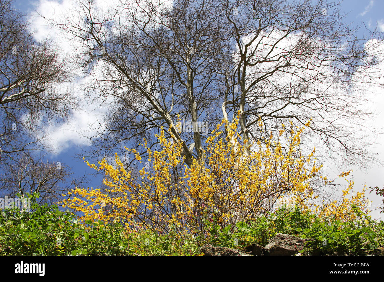 Trees Flowers and Sky Stock Photo - Alamy