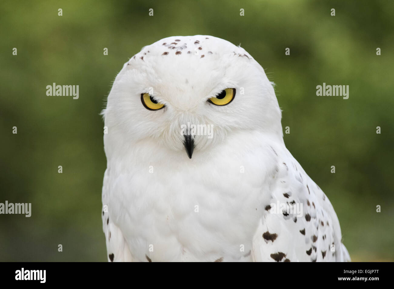 Male Snowy Owl Stock Photo - Alamy