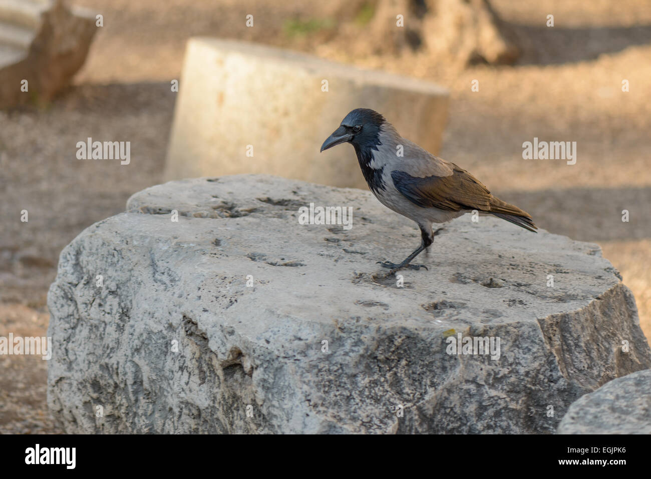 Crow in the italian capital city Rome Stock Photo - Alamy