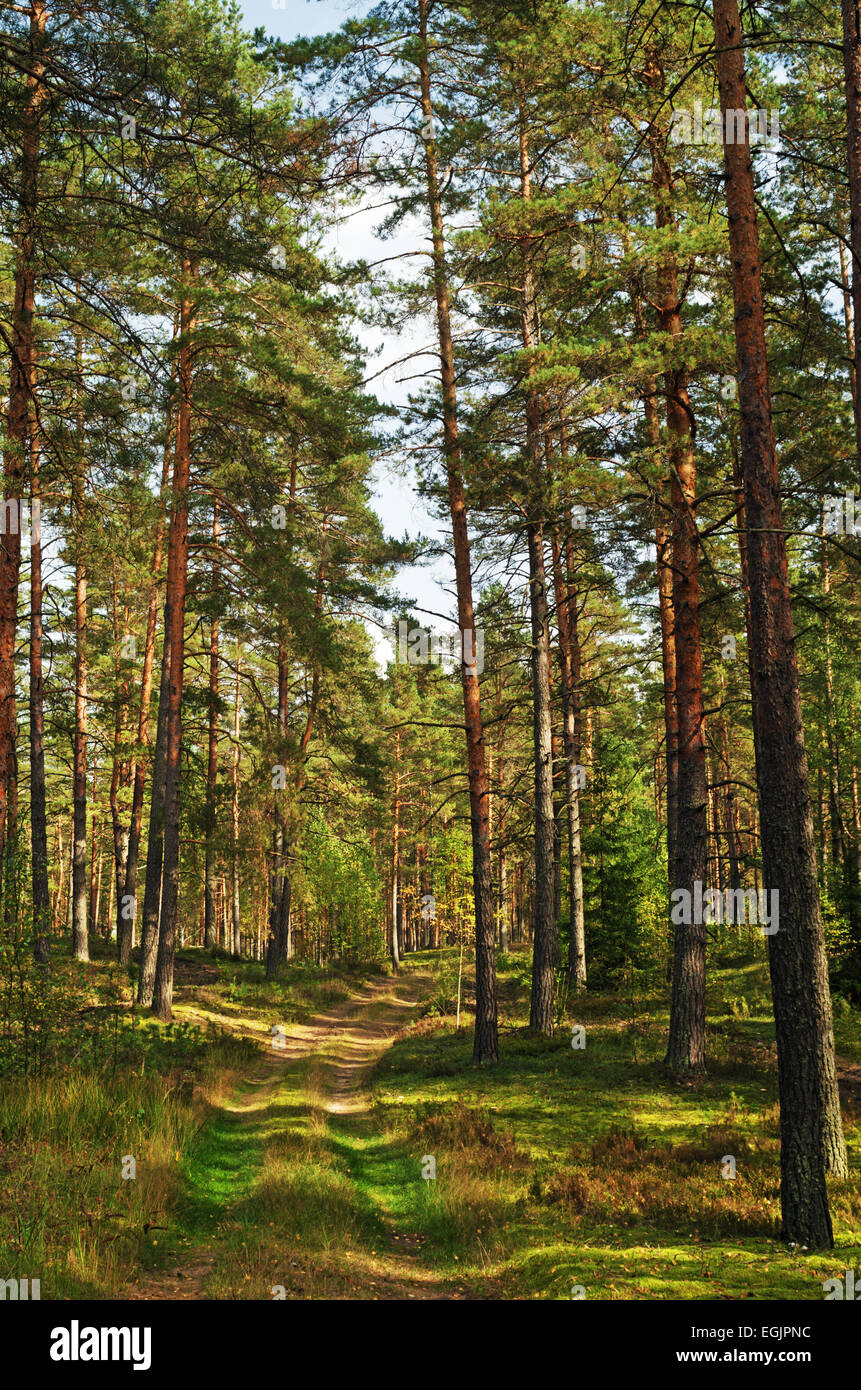 Sunlight pine forest landscape Stock Photo - Alamy