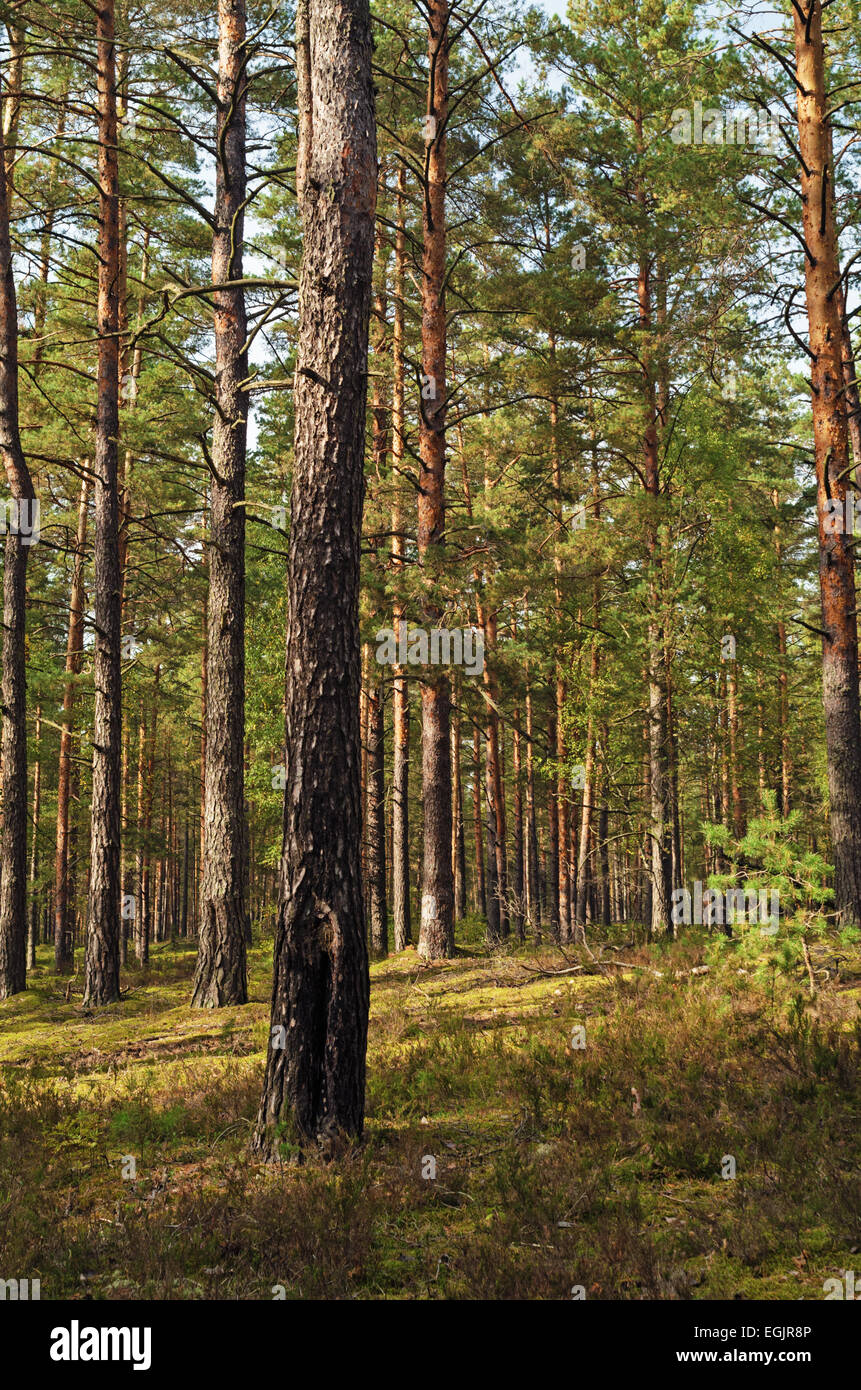 Sunlight pine forest landscape Stock Photo - Alamy