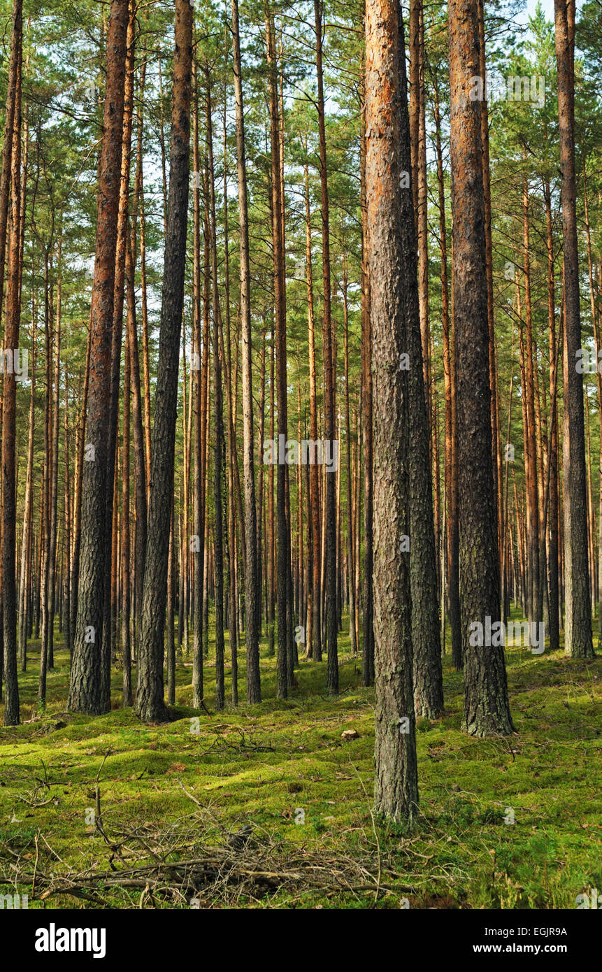 Sunlight pine forest landscape Stock Photo - Alamy