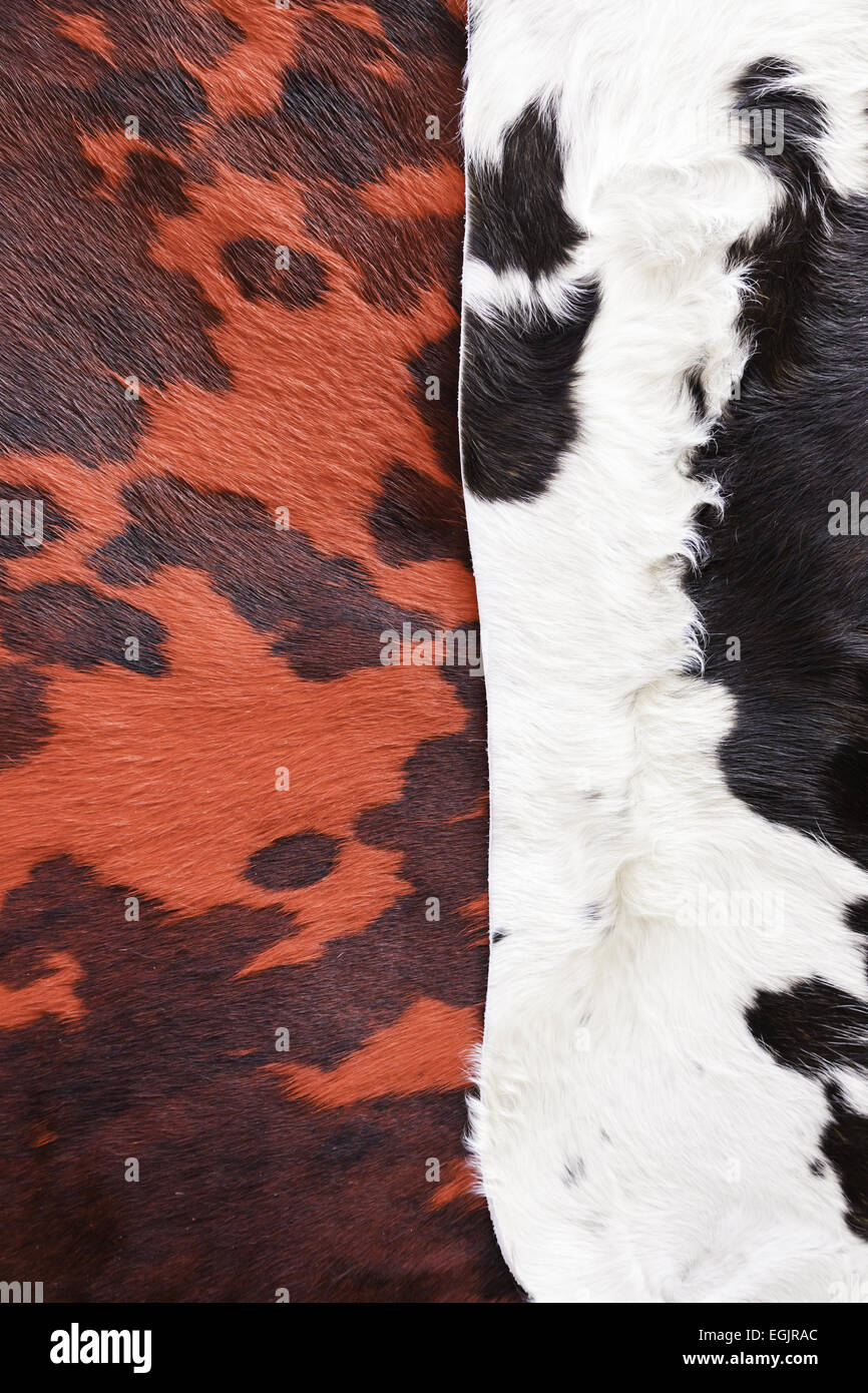 Human animal collage hi-res stock photography and images - Alamy