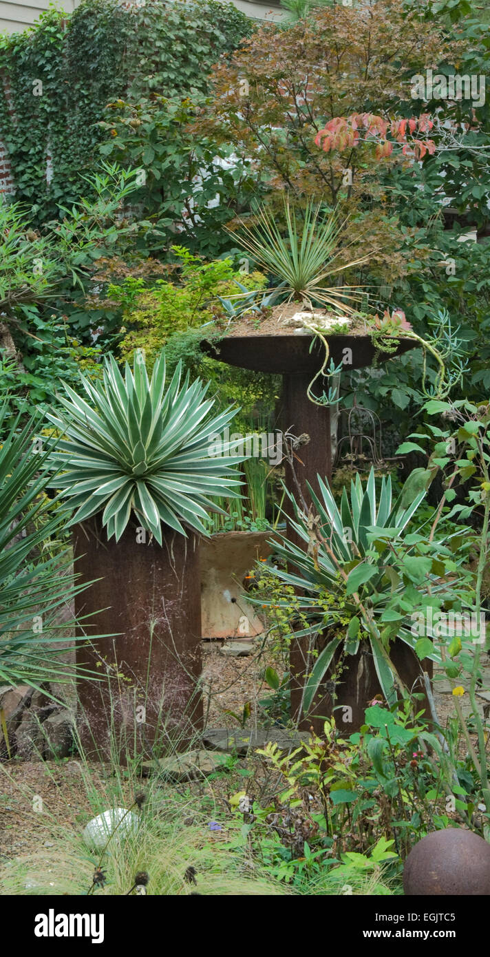 Agave in container hi-res stock photography and images - Alamy