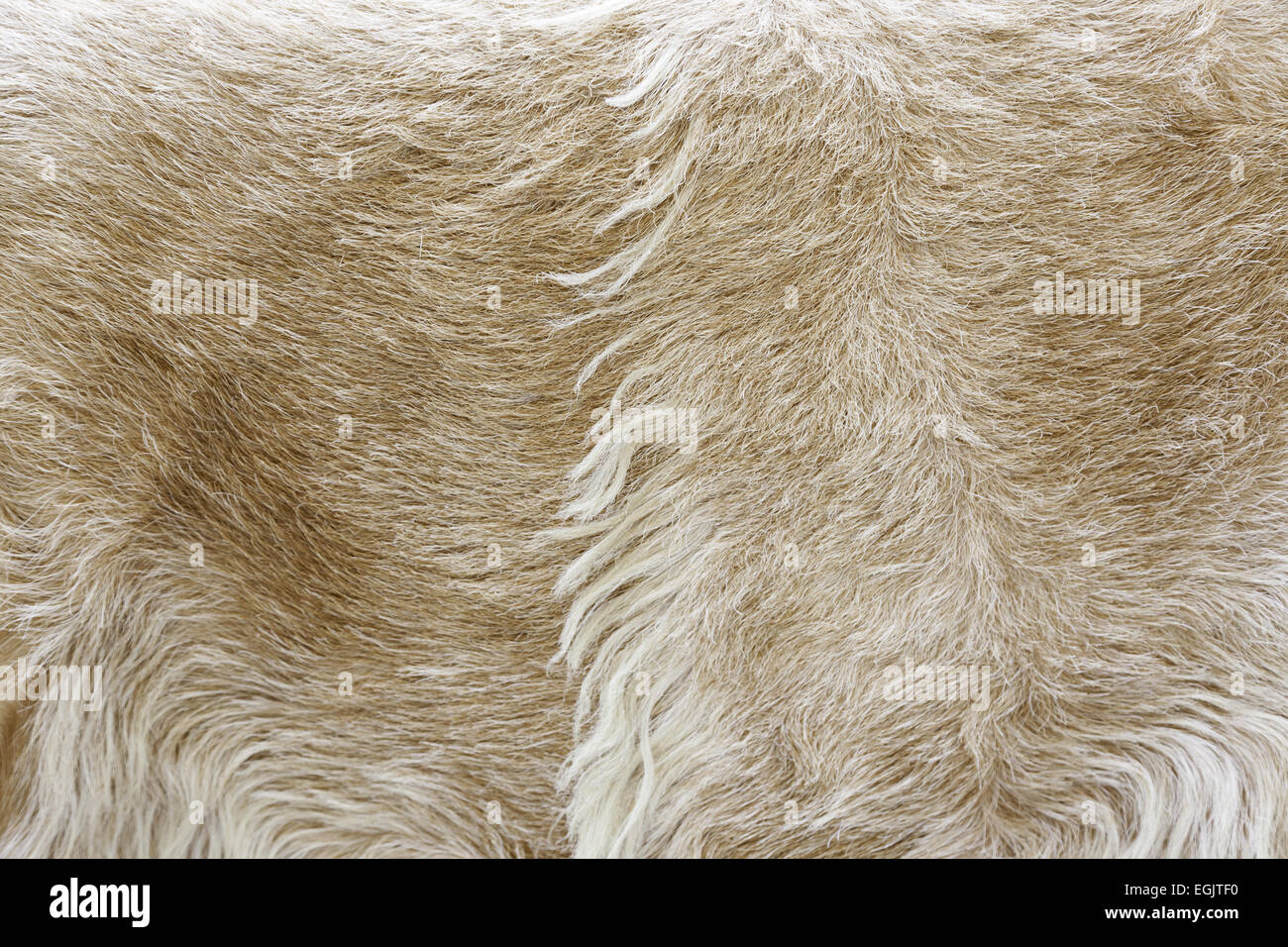 Animal hair texture Stock Photo - Alamy