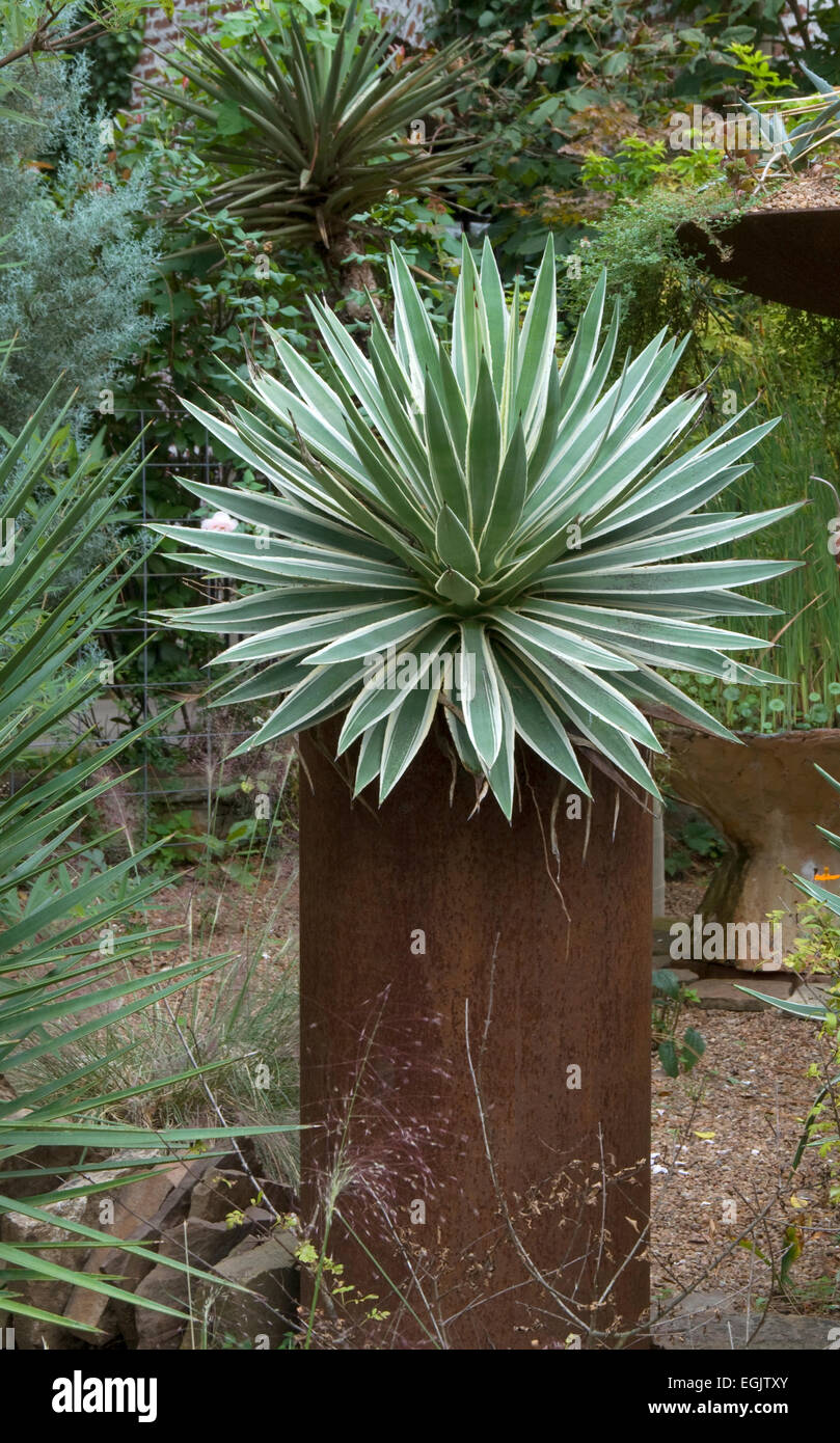 Agave on iron pedestal Stock Photo - Alamy