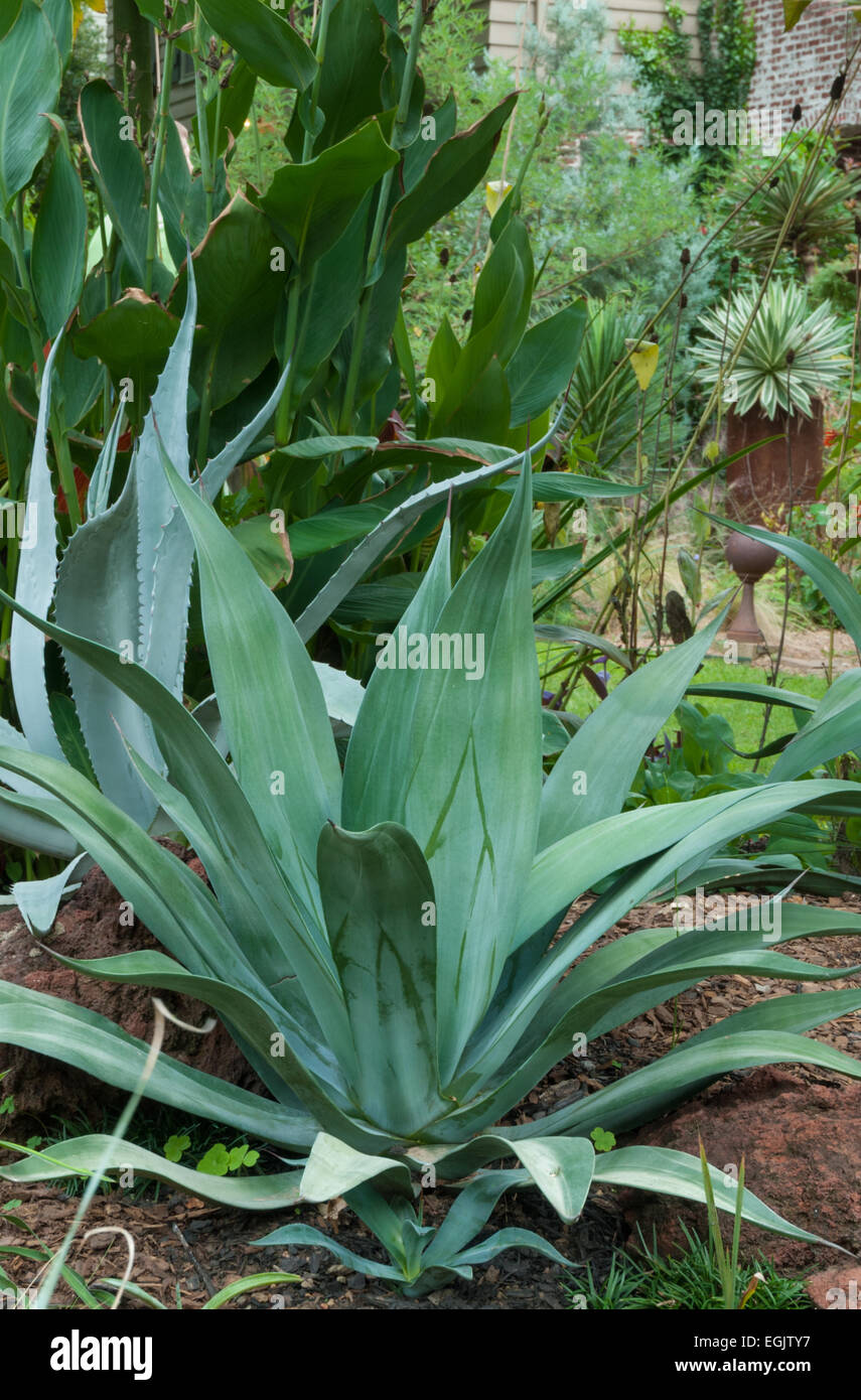 Agave plants in large hi-res stock photography and images - Alamy