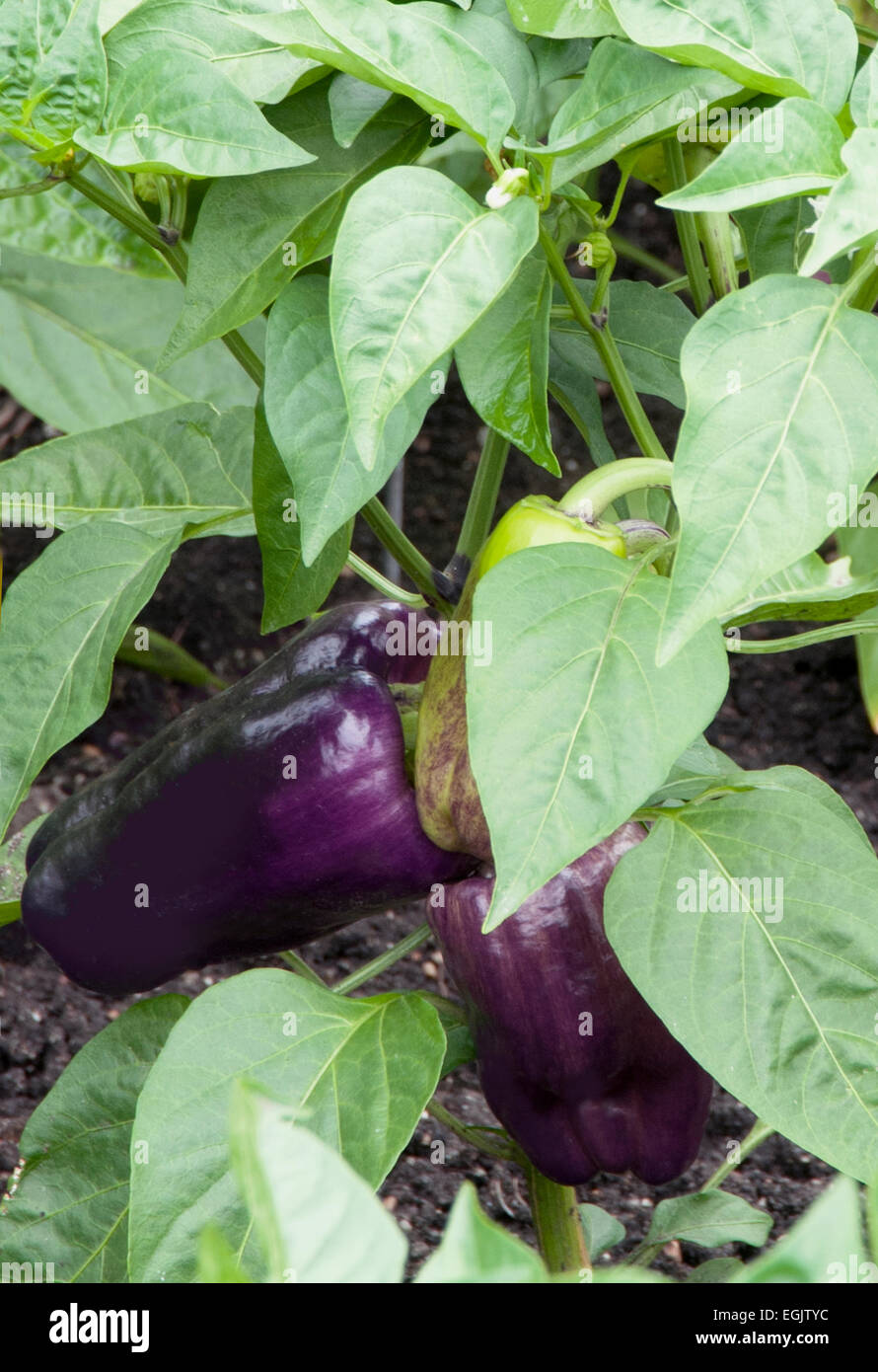 Bush pepper hi-res stock photography and images - Alamy