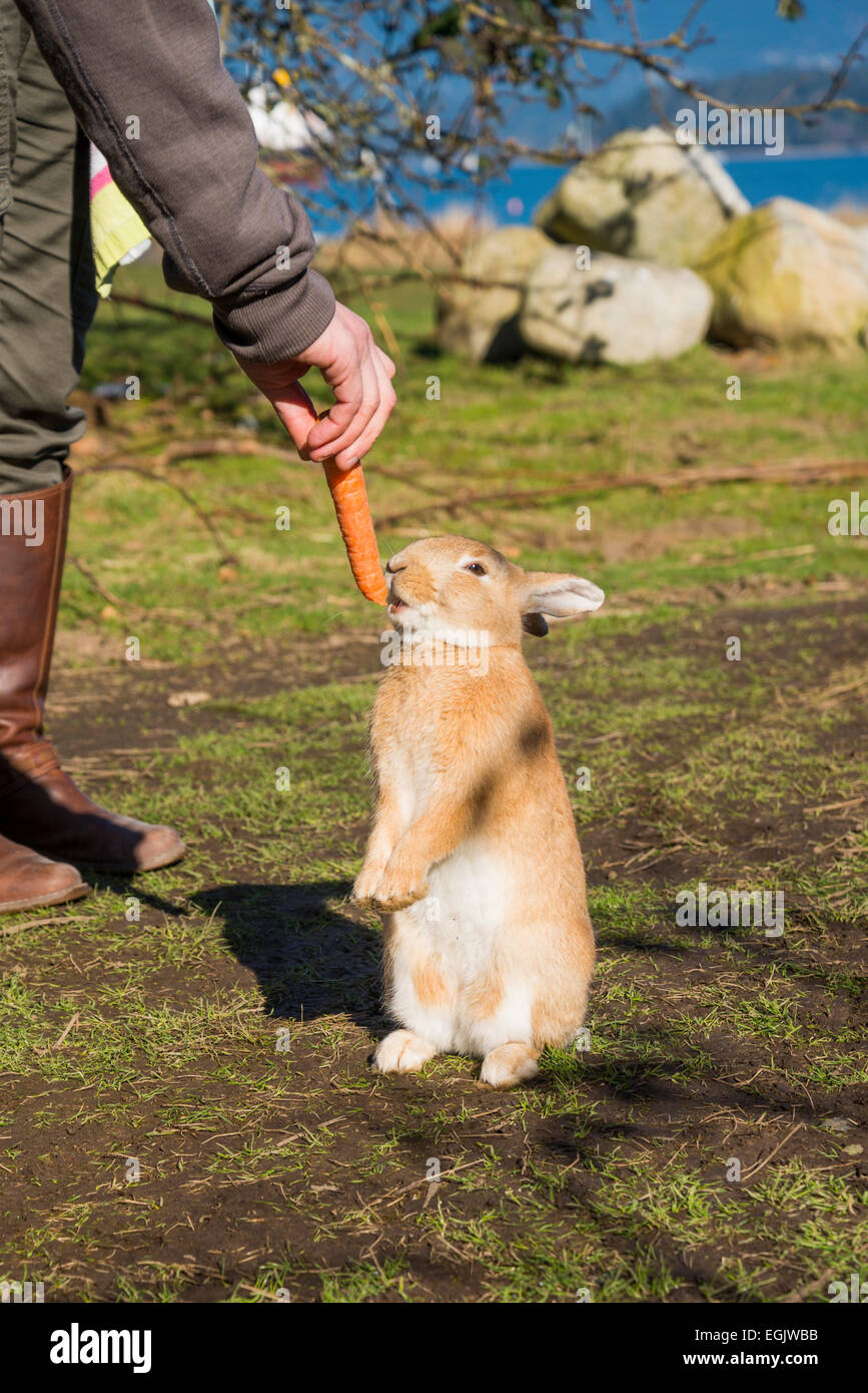 Person feeding rabbit a carrot hi-res stock photography and images - Alamy