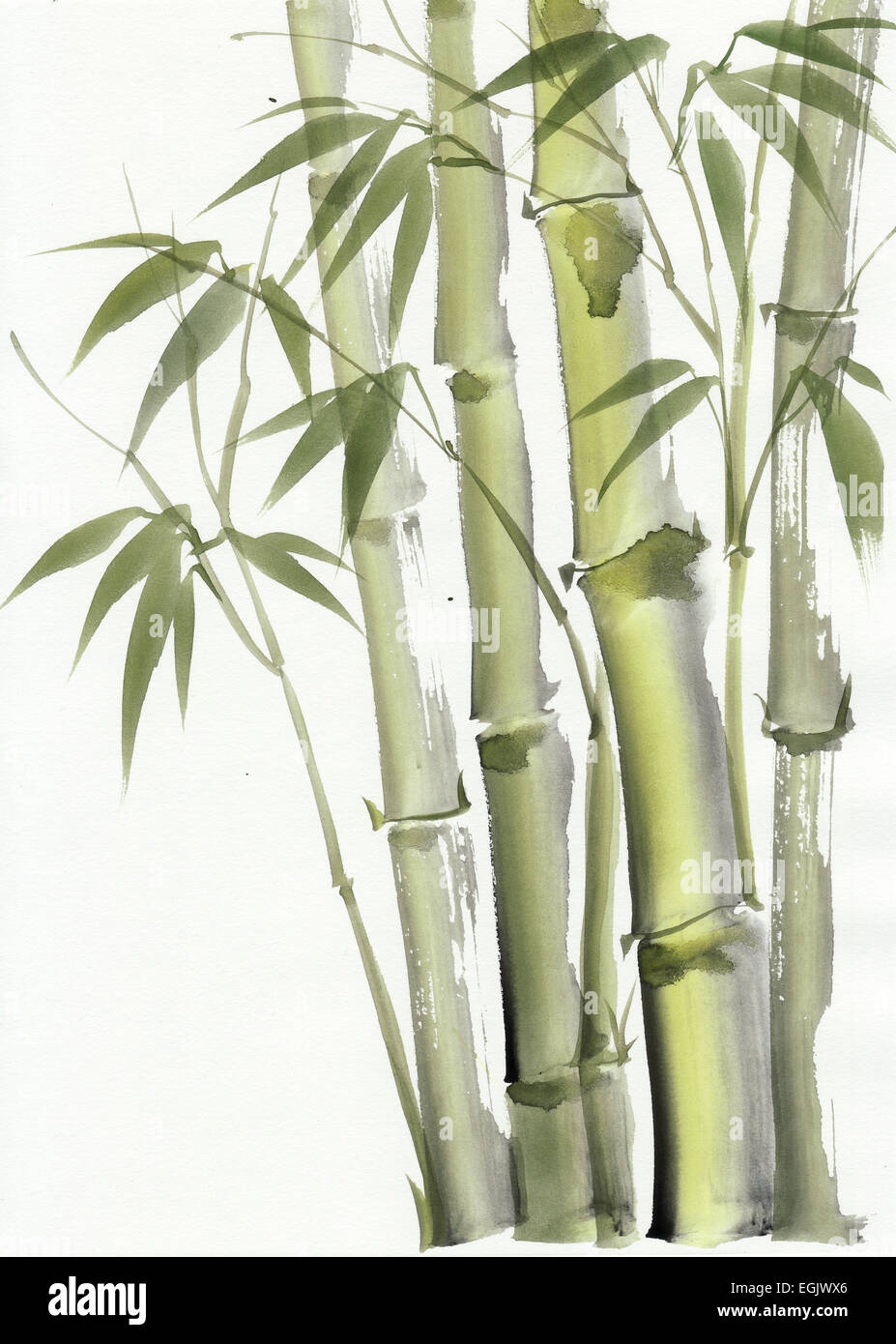 Original art watercolor painting bamboo hi-res stock photography and ...