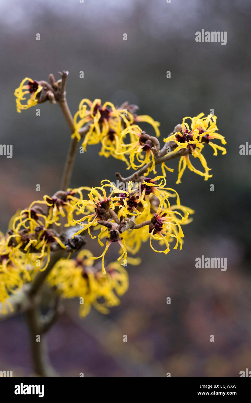 Hamamelis flower hi-res stock photography and images - Alamy