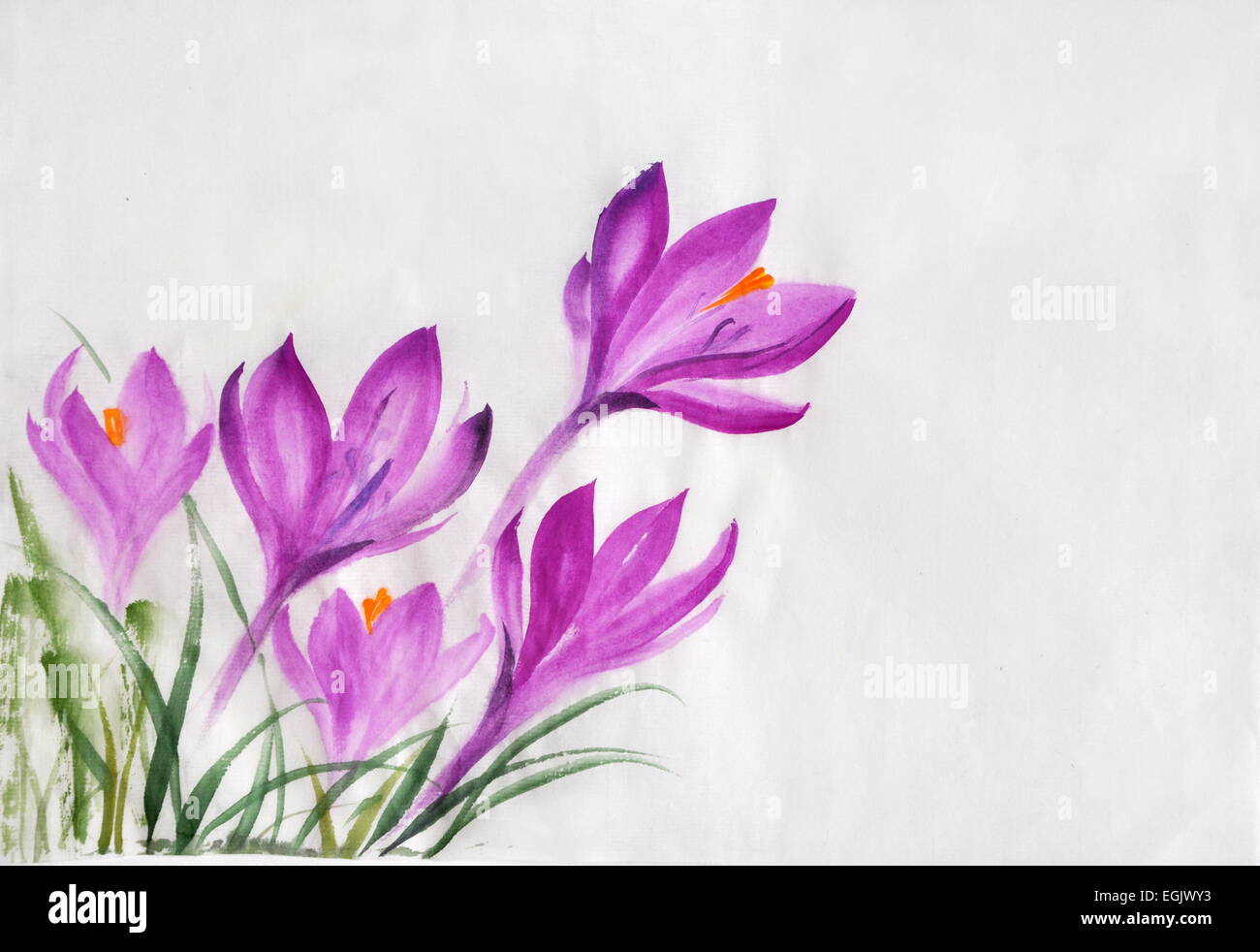 Watercolor painting of crocus flowers, Asian style Stock Photo - Alamy