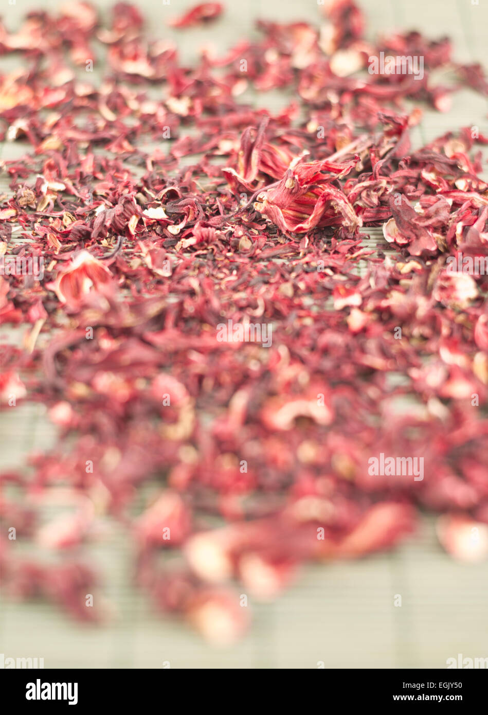 Red rose over blur hi-res stock photography and images - Alamy