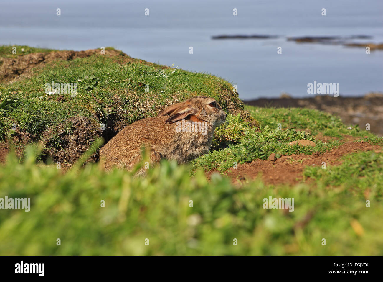 Wild rabbit on Lunga one of the Treshnish islands in Scotland's Inner ...