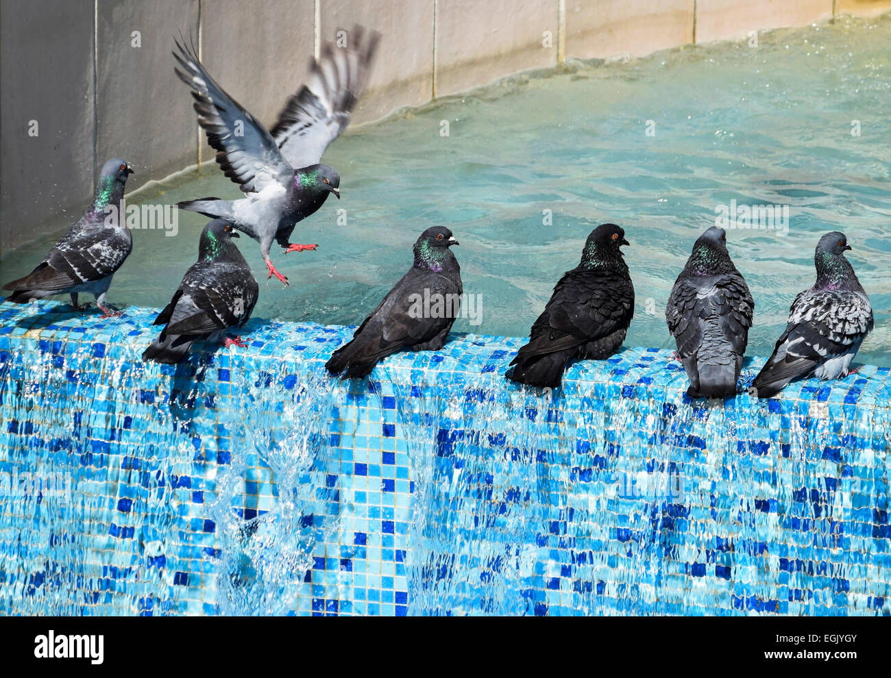 Doves at the pool side Stock Photo - Alamy