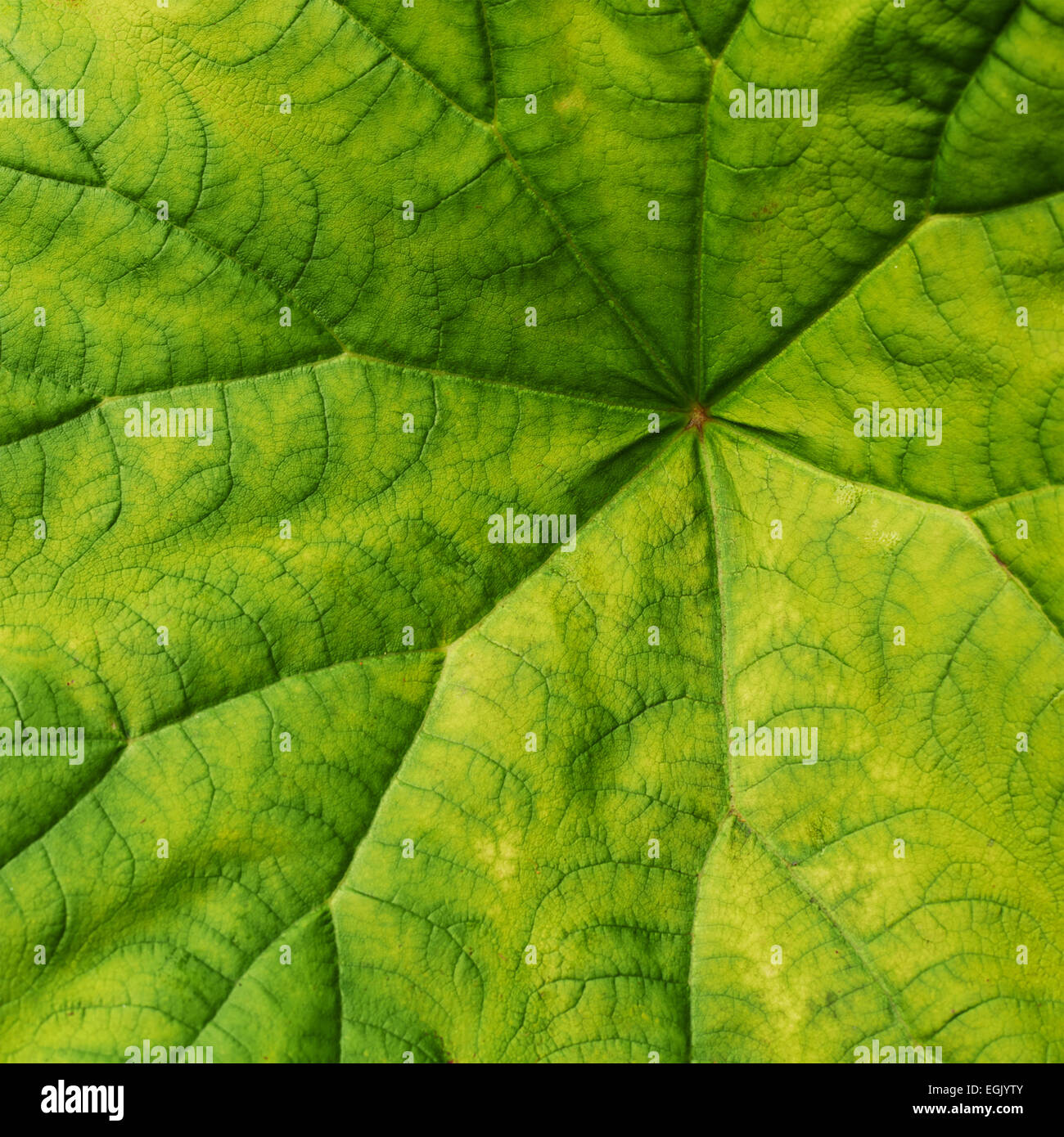 Green leave close-up Stock Photo - Alamy