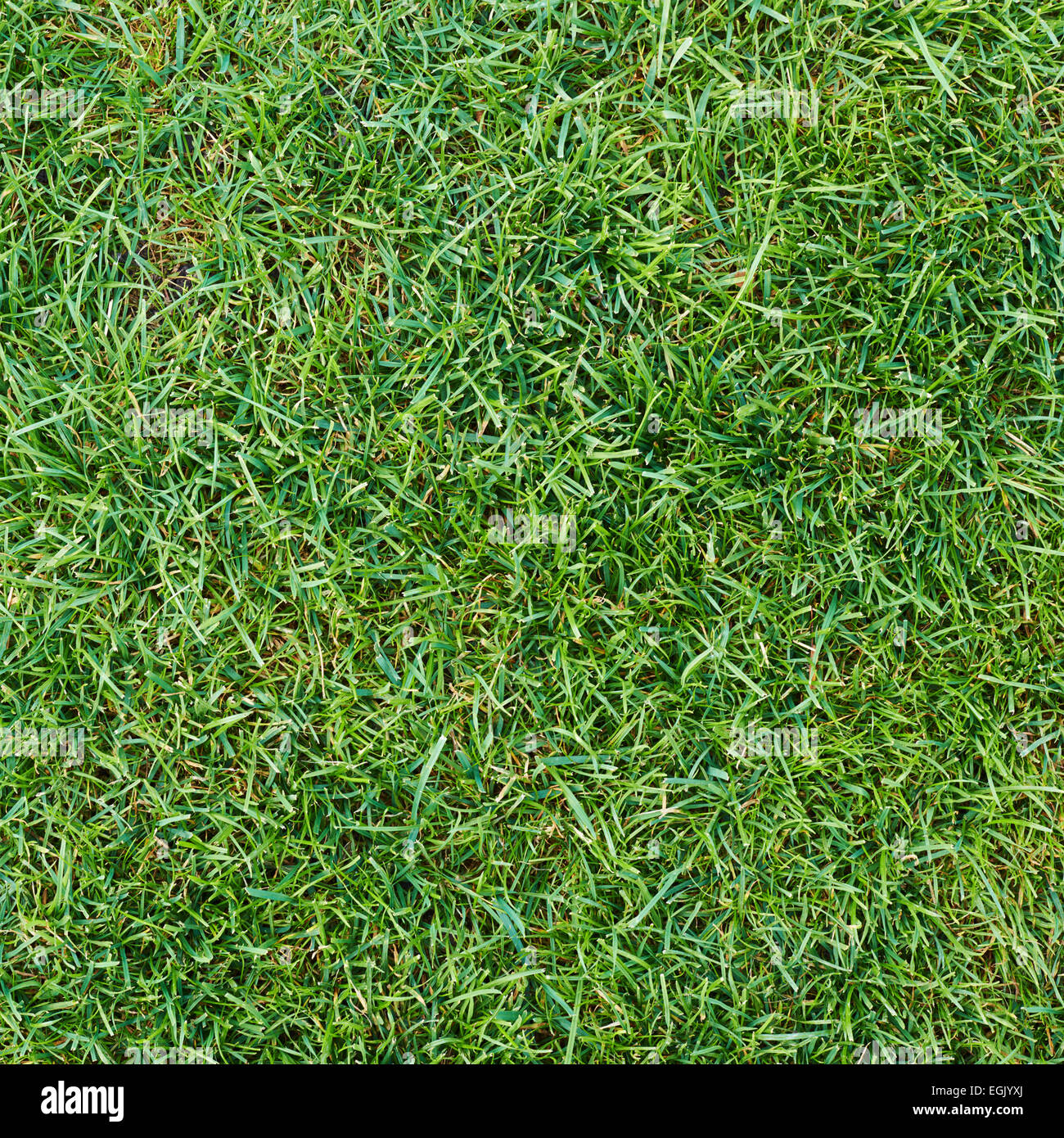Fresh green grass texture Stock Photo - Alamy