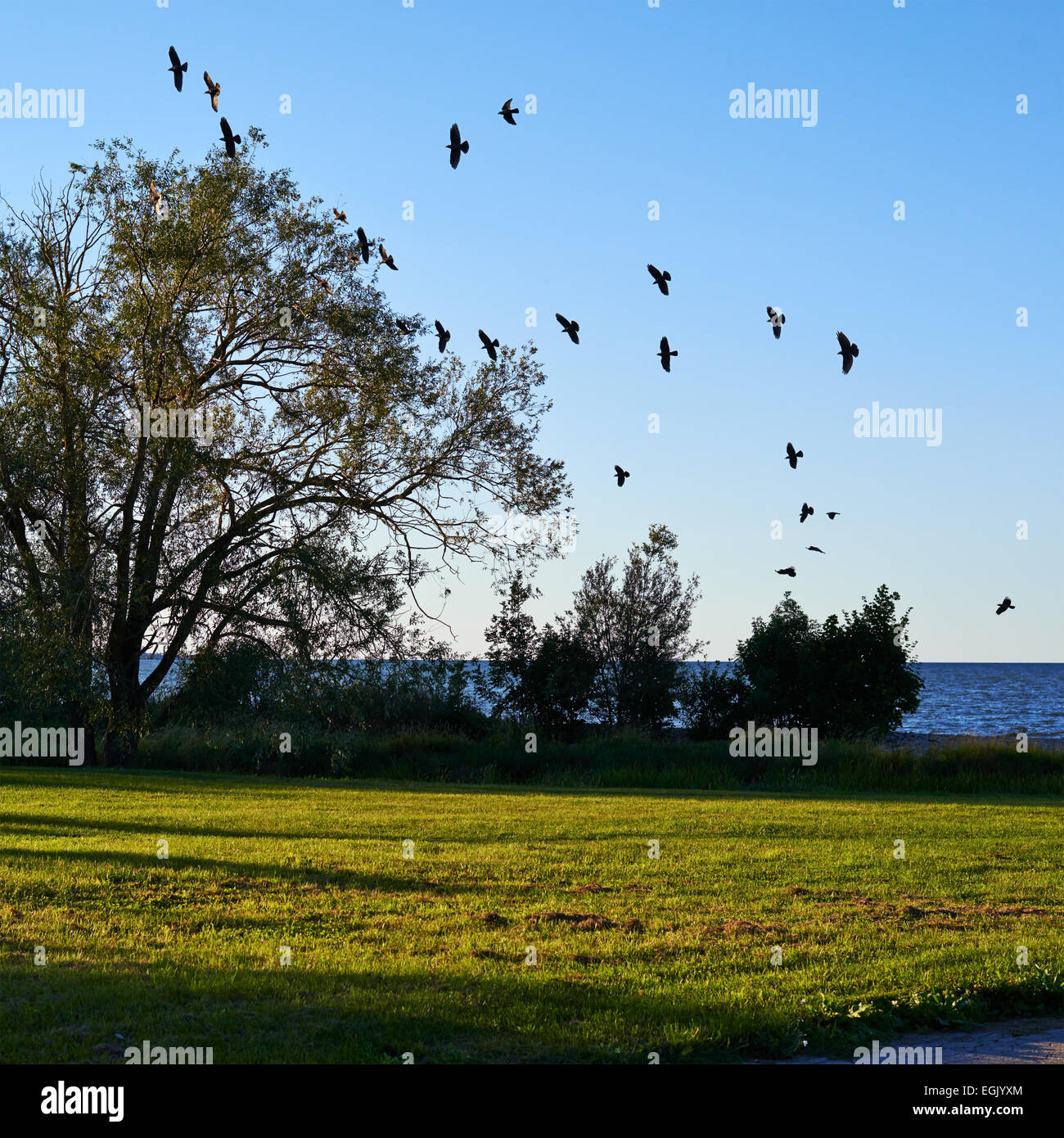 Flock of birds flying to the tree Stock Photo - Alamy