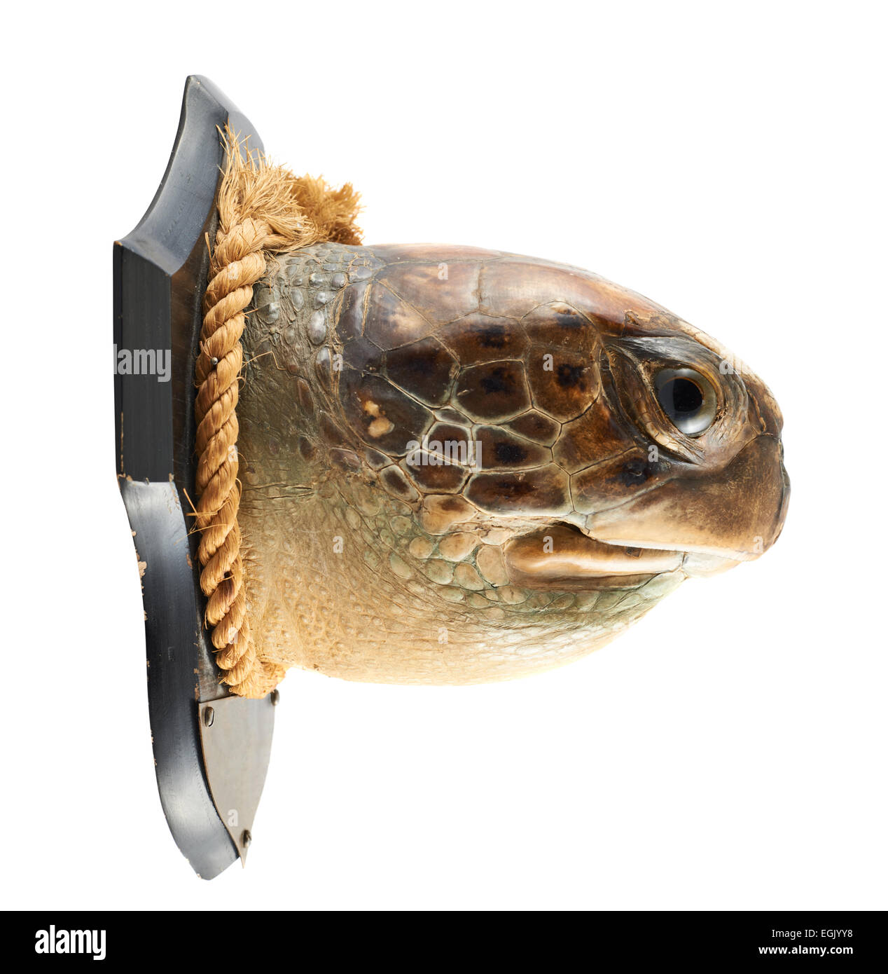 Side view of turtles head hi-res stock photography and images - Alamy