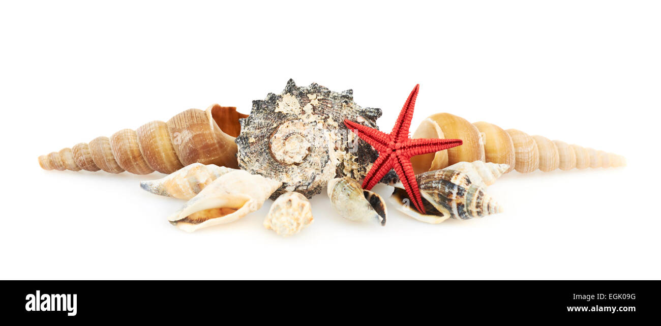 Seashell Border Sea Shell Cut Out Stock Images & Pictures - Alamy