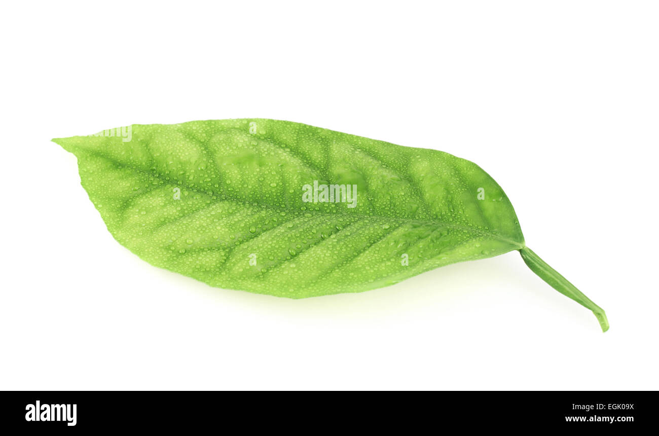 Lemon tree leaf isolated Stock Photo - Alamy