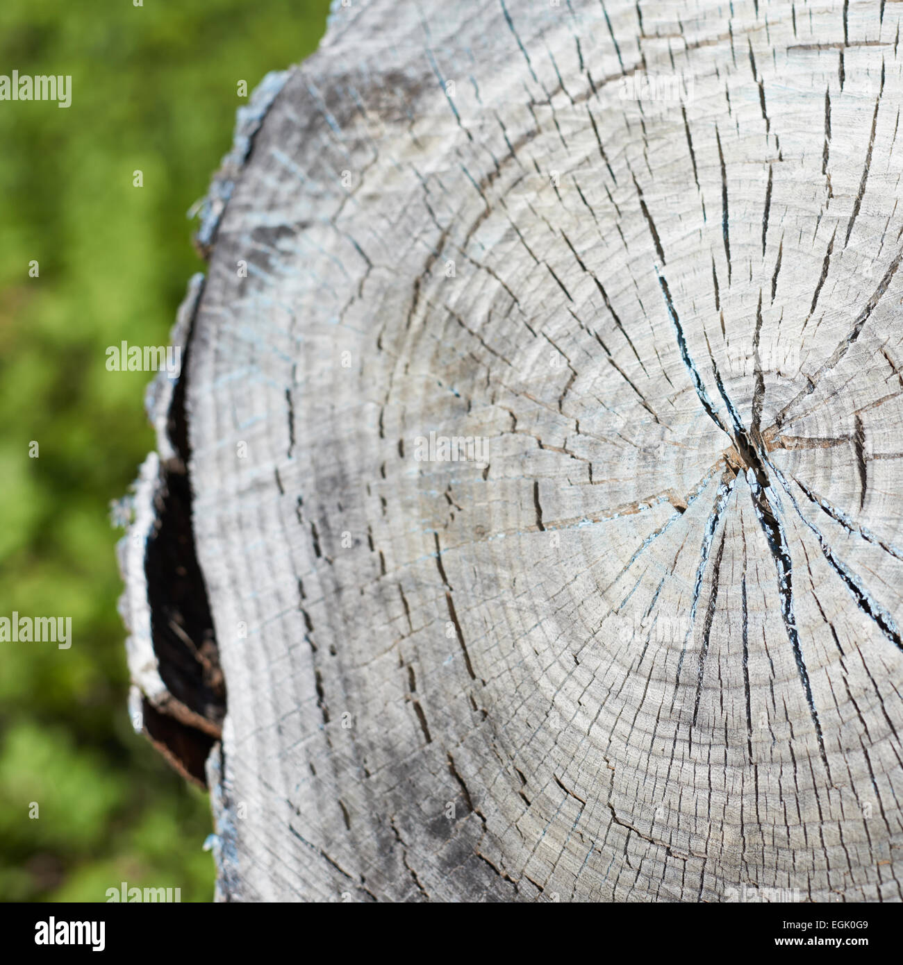 Old and dried tree's cut Stock Photo - Alamy