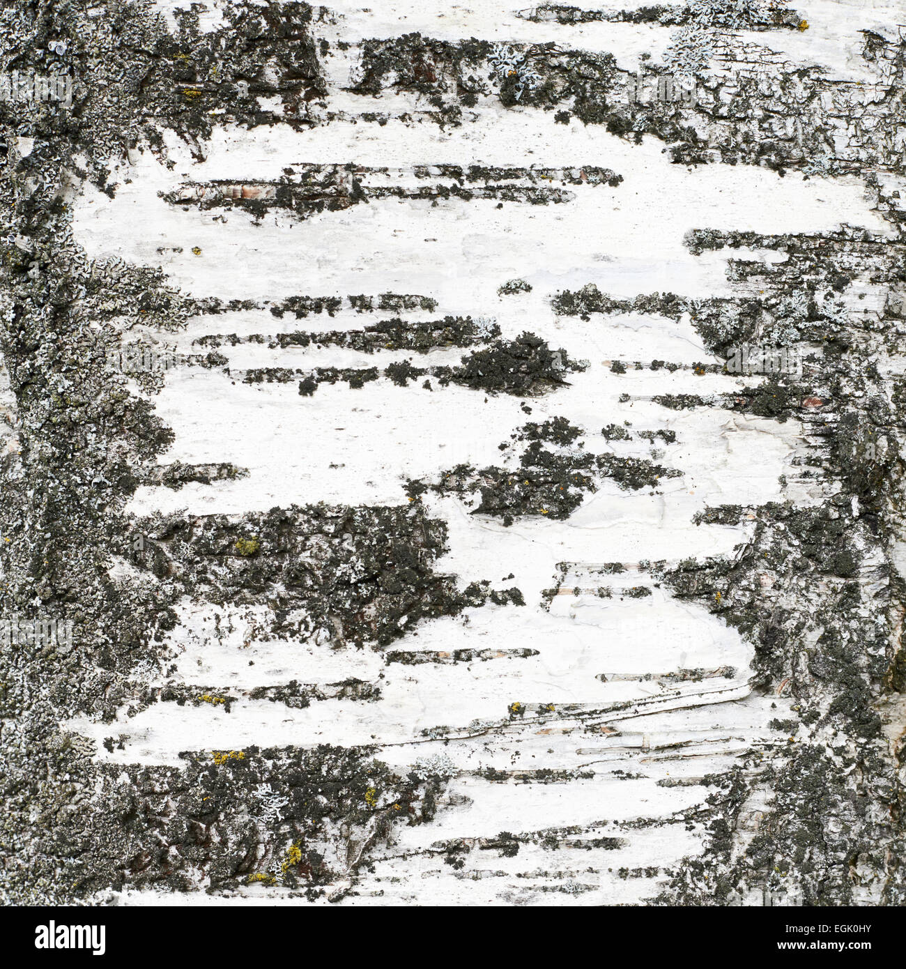 White birch tree bark texture hi-res stock photography and images - Alamy