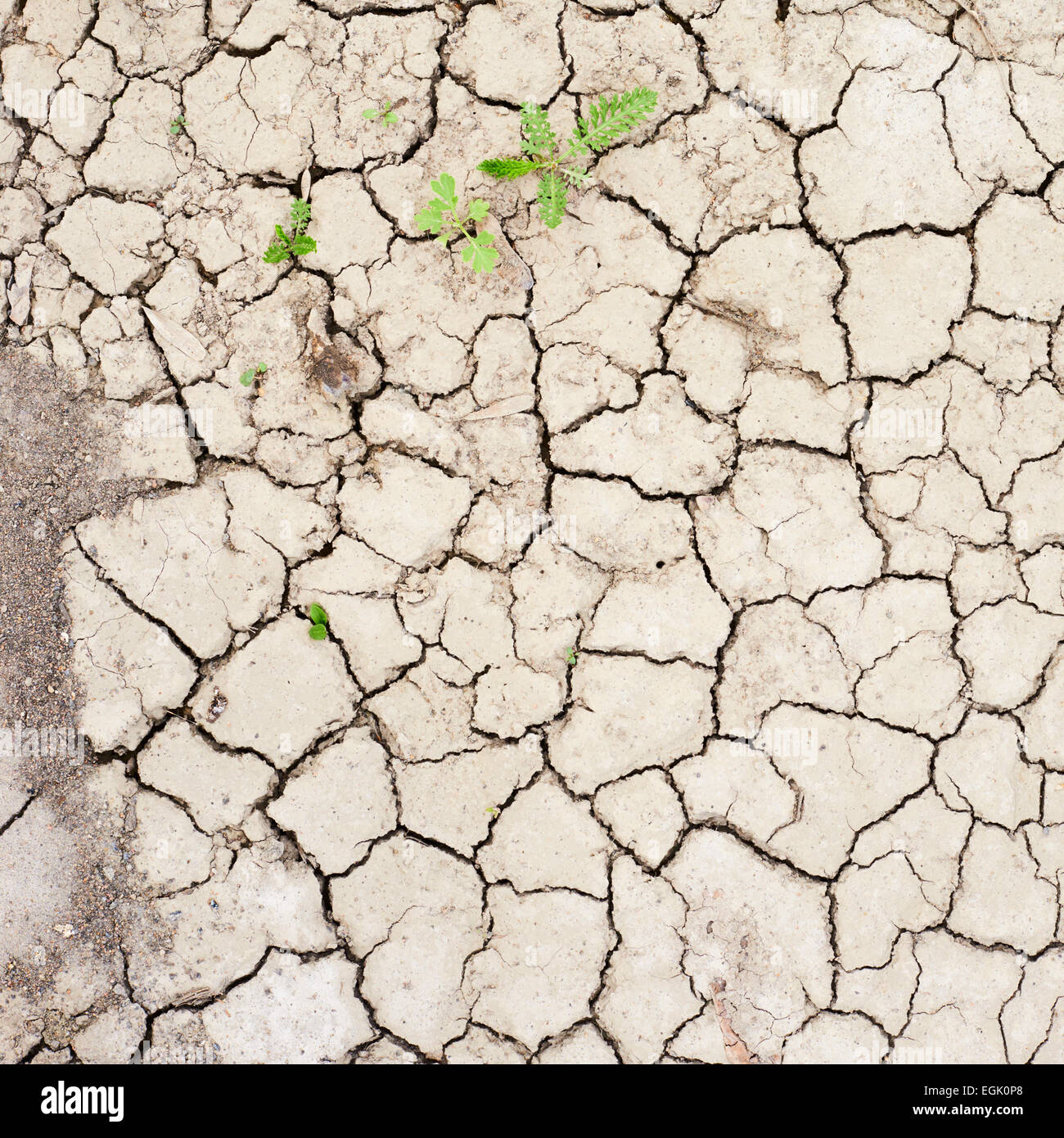Dried and cracked mud soil fragment Stock Photo - Alamy