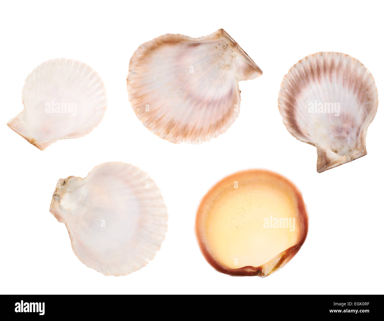 Set of multiple sea shells isolated Stock Photo - Alamy