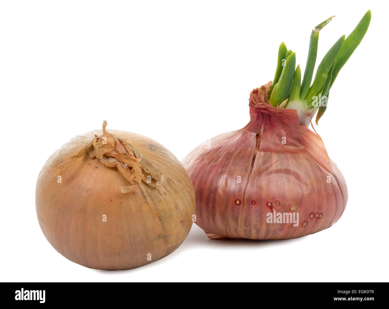 onions with their germs on white background Stock Photo - Alamy