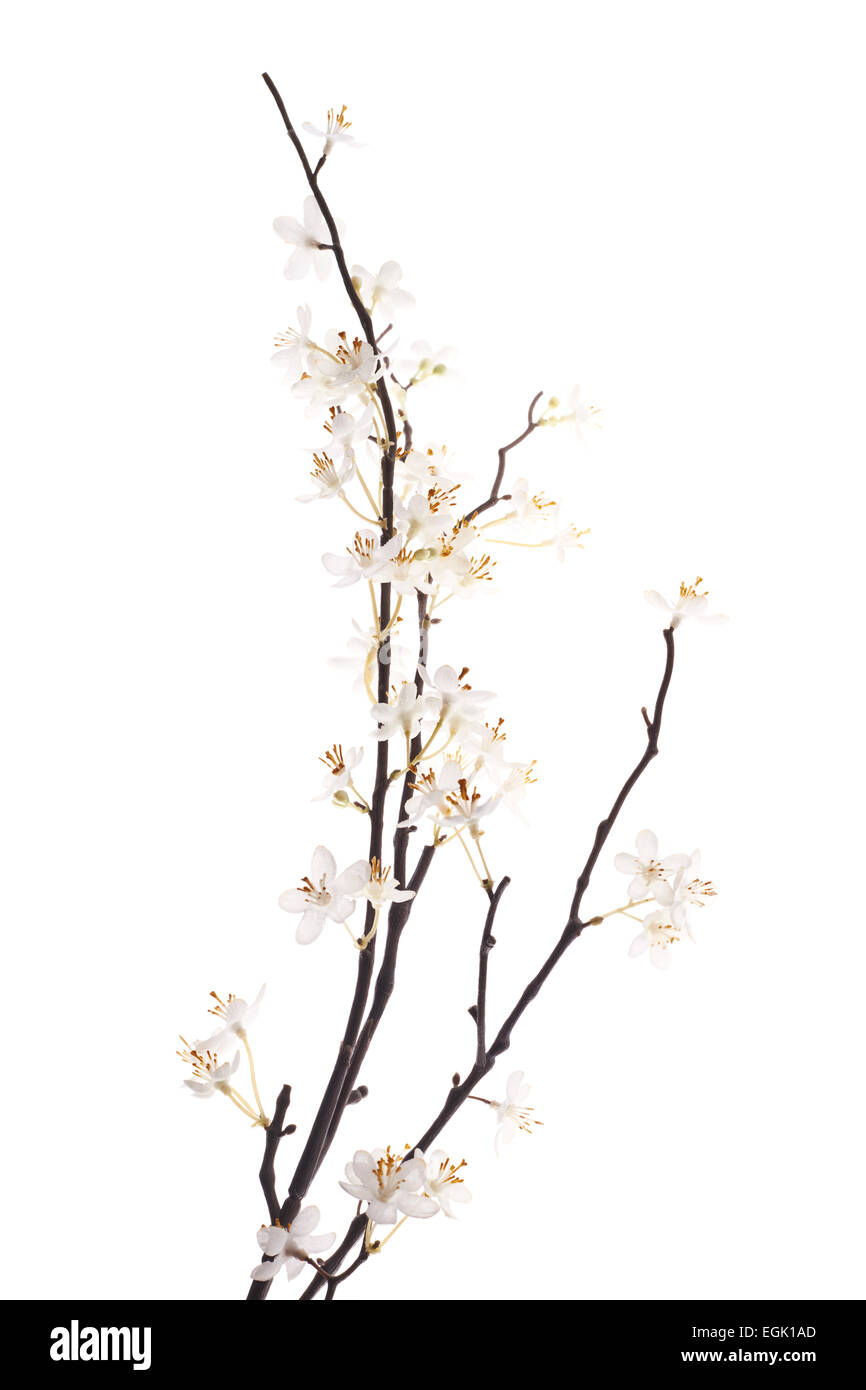 Artificial white sakura flower isolated Stock Photo - Alamy