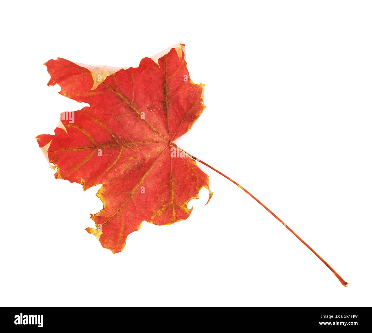 Top view maple tree isolated hi-res stock photography and images - Alamy