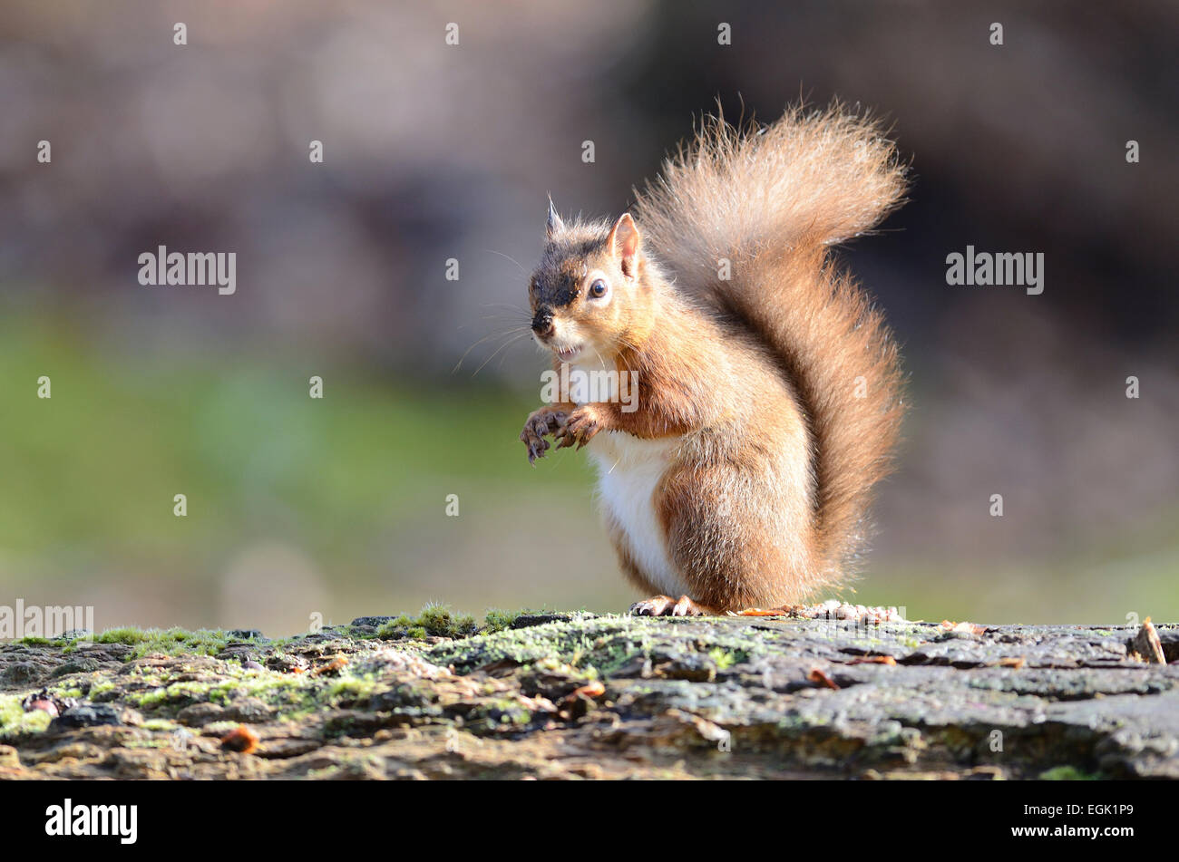 Squirrel tree animal wildlife hi-res stock photography and images - Alamy