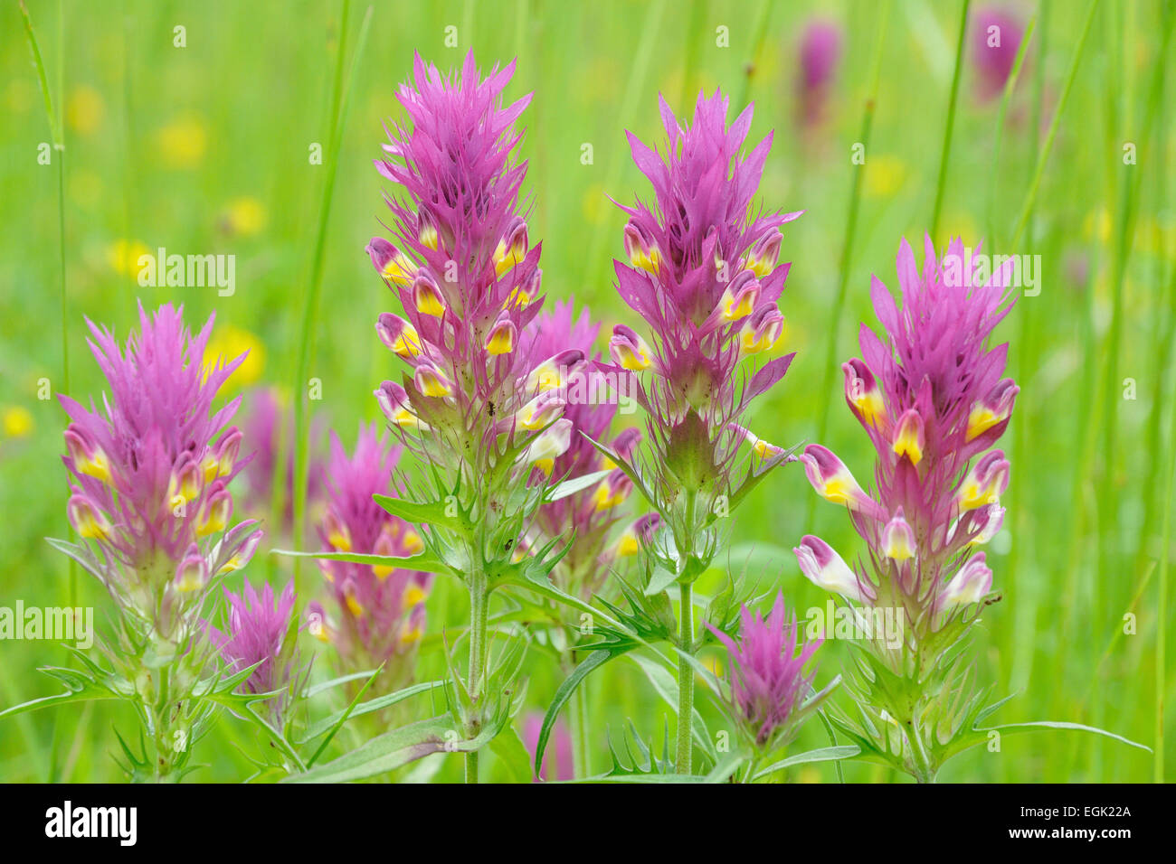 With field cow wheat hi-res stock photography and images - Alamy