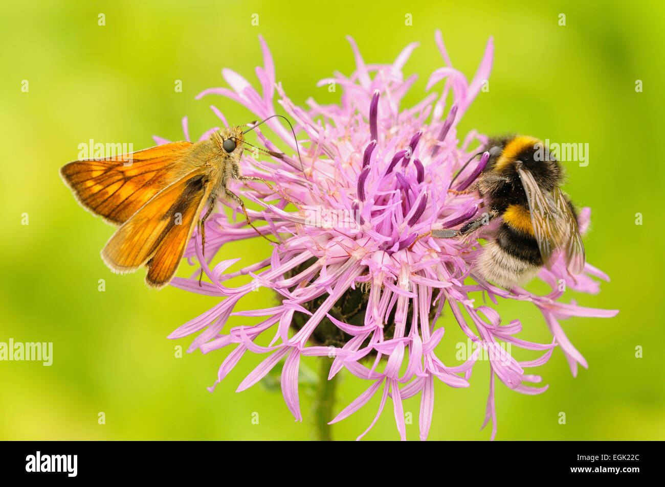 Large earth bumble bee hi-res stock photography and images - Alamy