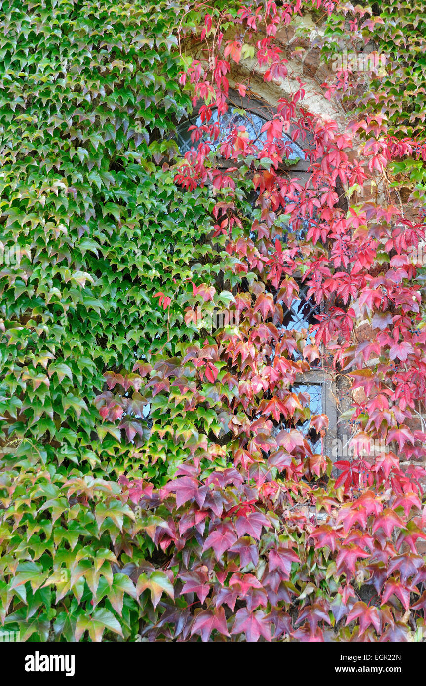 Stained glass window between autumnal Japanese creeper leaves ...