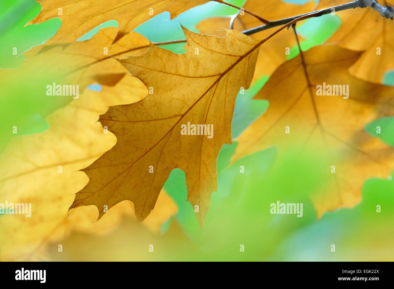 Northern red oak hi-res stock photography and images - Alamy