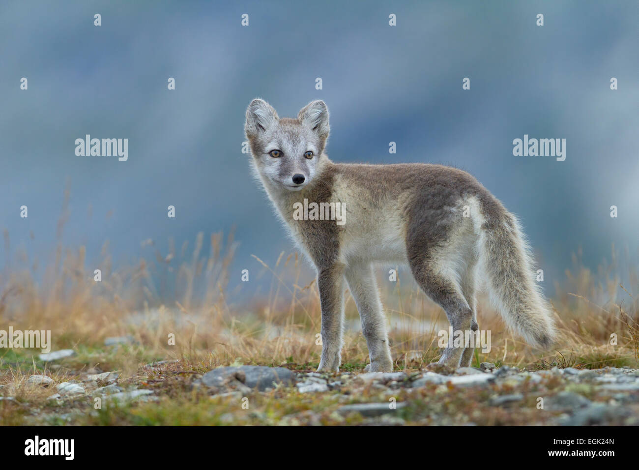 Arctic fox (Vulpes lagopus), puppy looking over shoulder in the Fell ...