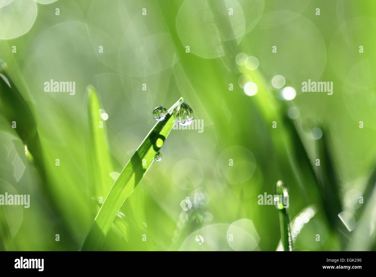 Macro close up shot water hi-res stock photography and images - Alamy